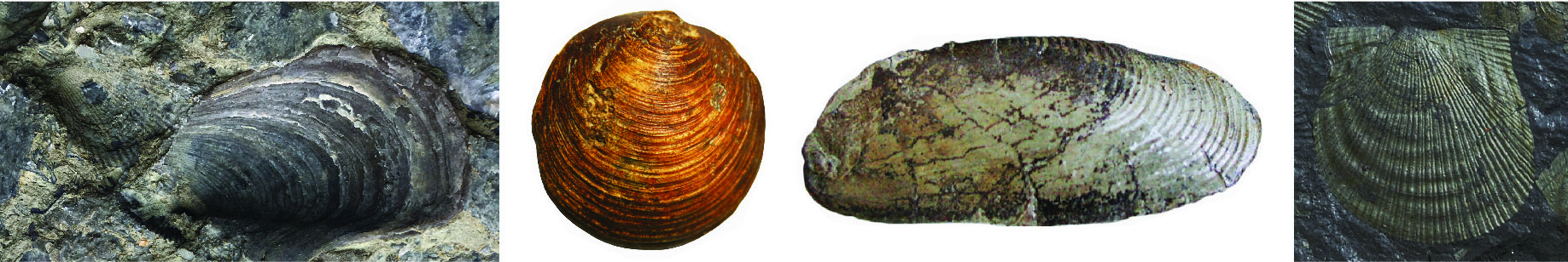 Kinds of fossils found in Kentucky, Fossils, Kentucky Geological Survey ...