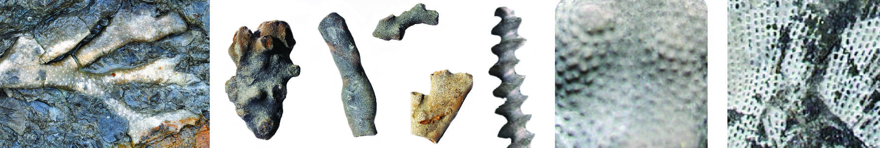 Kinds of fossils found in Kentucky, Fossils, Kentucky Geological Survey ...