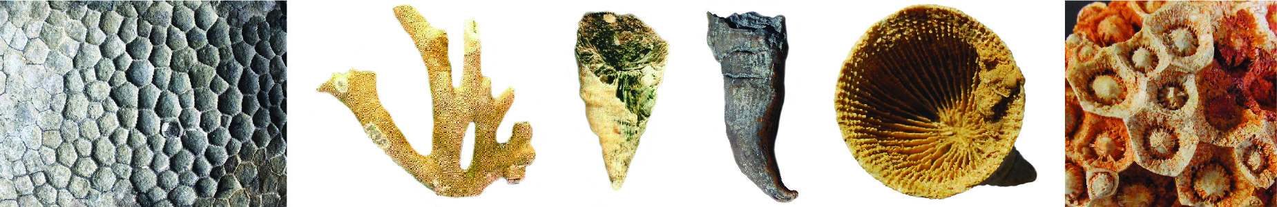 Kinds of fossils found in Kentucky, Fossils, Kentucky Geological Survey ...