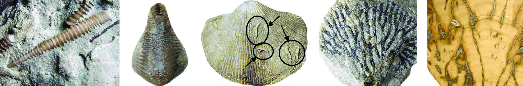 Kinds of fossils found in Kentucky, Fossils, Kentucky Geological Survey ...