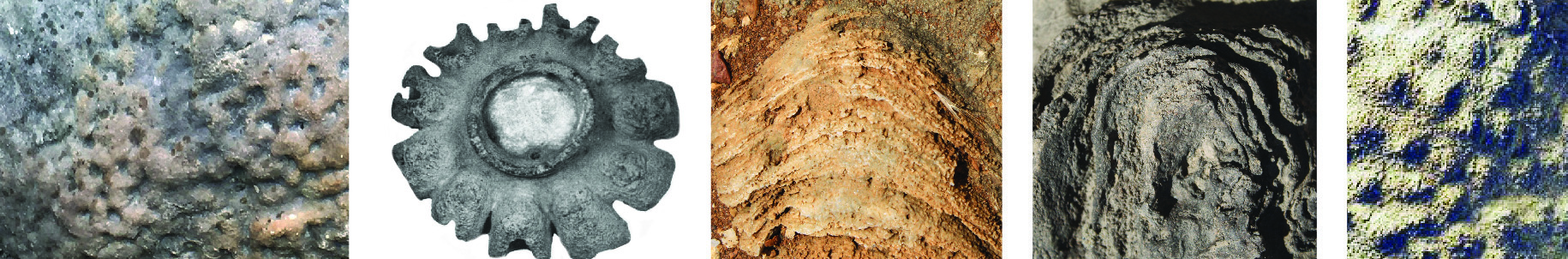 Kinds of fossils found in Kentucky, Fossils, Kentucky Geological Survey ...