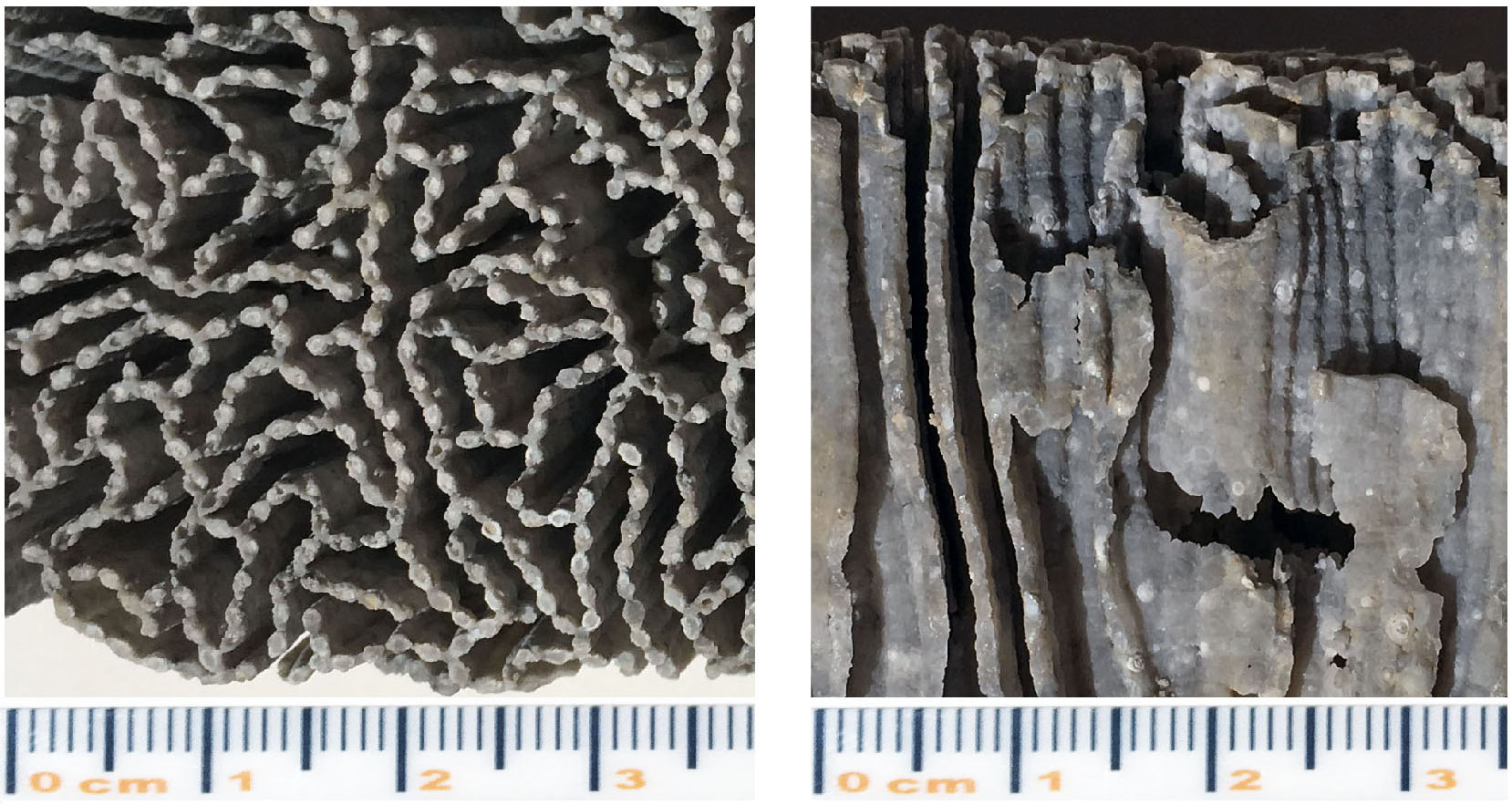 Images of Silurian chain-coral fossils, Kentucky Geological Survey ...