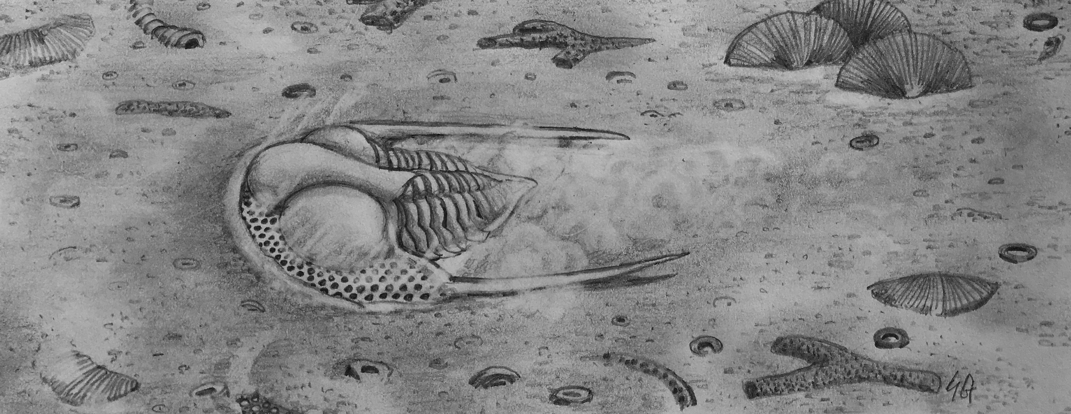 Fossil of the Month: Cryptolithus