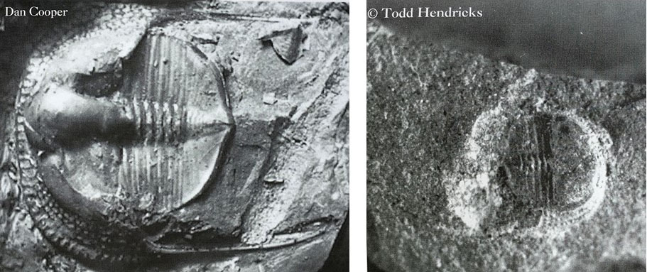 Fossil of the Month: Cryptolithus