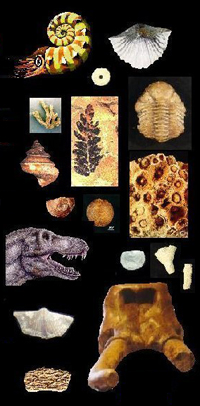 Fossils of Kentucky, Kentucky Geological Survey