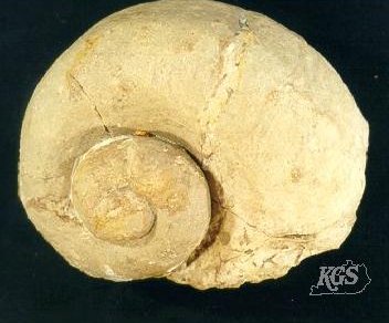 Gastropoda (snails), Fossils, Kentucky Geological Survey, University of ...