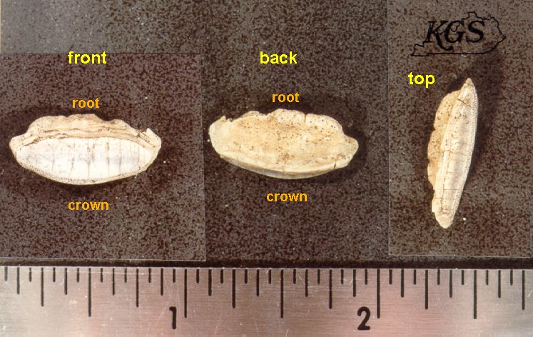 Fossils, Kentucky Geological Survey, University of Kentucky