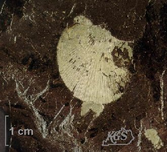 Pelecypoda (clams), Fossils, Kentucky Geological Survey, University of ...