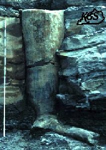 Fossils, Kentucky Geological Survey, University of Kentucky