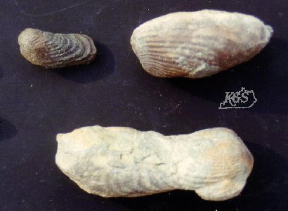Pelecypoda (clams), Fossils, Kentucky Geological Survey, University of ...