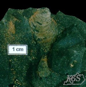 Pelecypoda (clams), Fossils, Kentucky Geological Survey, University of ...