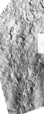 Kentucky Fossil News Briefs, Kentucky Geological Survey, University of ...