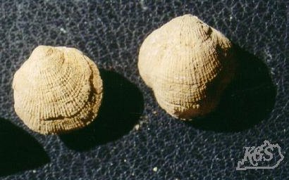 Brachiopods, Fossils, Kentucky Geological Survey, University of Kentucky