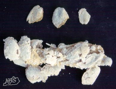 Pelecypoda (clams), Fossils, Kentucky Geological Survey, University of ...