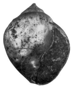 Gastropoda (snails), Fossils, Kentucky Geological Survey, University of ...