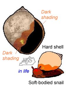Gastropoda (snails), Fossils, Kentucky Geological Survey, University of ...
