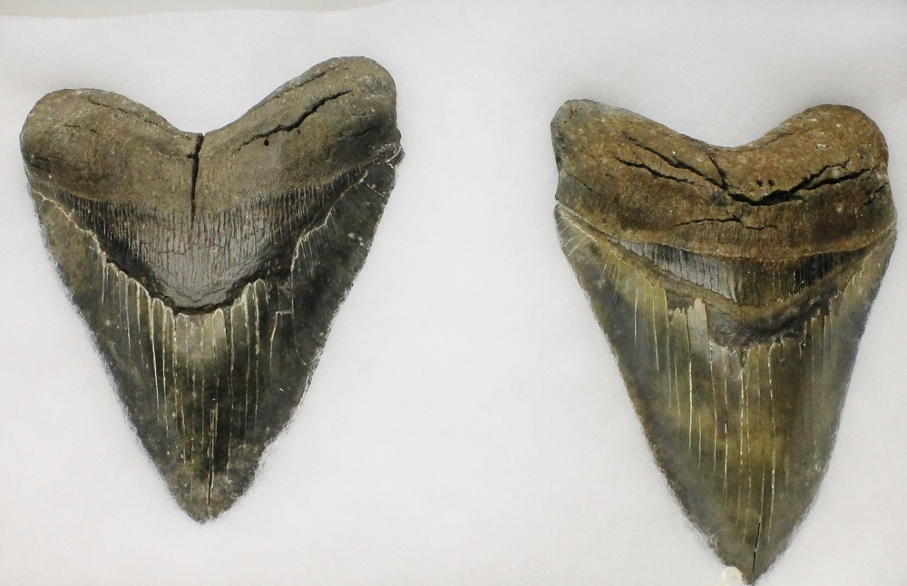 Specimen of the Month from the KGS collection: Megalodon teeth fossils