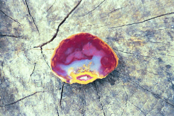 Kentucky Agate Gallery, Kentucky Geological Survey, University of Kentucky