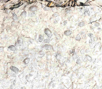 Don Chesnut's fossil page (Sample for class)