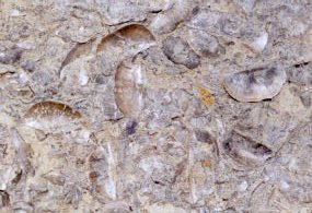 Don Chesnut's fossil page (Sample for class)