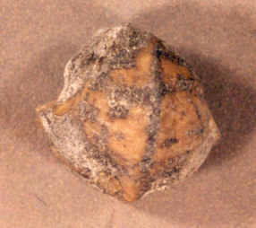 Don Chesnut's fossil page (Sample for class)