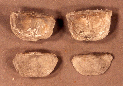 Don Chesnut's fossil page (Sample for class)