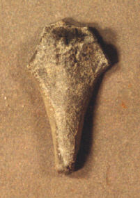 Don Chesnut's fossil page (Sample for class)