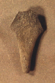 Don Chesnut's fossil page (Sample for class)