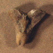 Don Chesnut's fossil page (Sample for class)