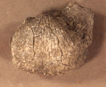 Don Chesnut's fossil page (Sample for class)