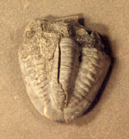 Don Chesnut's fossil page (Sample for class)