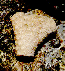 Don Chesnut's fossil page (Sample for class)