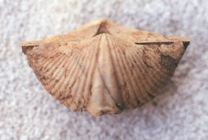 Don Chesnut's fossil page (Sample for class)