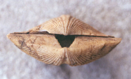 Don Chesnut's fossil page (Sample for class)