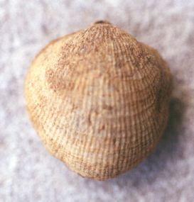 Don Chesnut's fossil page (Sample for class)