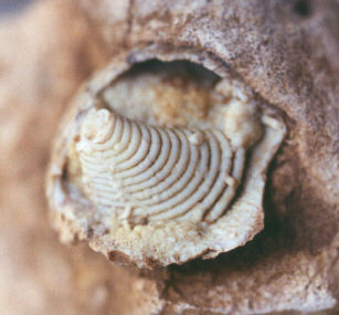 Don Chesnut's fossil page (Sample for class)