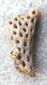 Don Chesnut's fossil page (Sample for class)