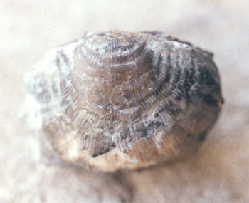 Don Chesnut's fossil page (Sample for class)