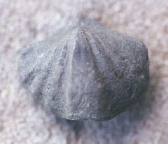 Don Chesnut's fossil page (Sample for class)