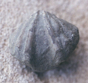 Don Chesnut's fossil page (Sample for class)