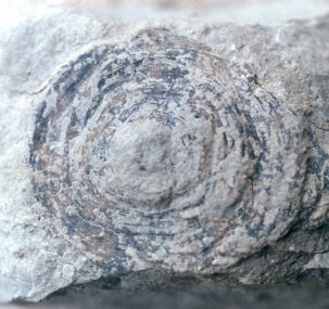 Don Chesnut's fossil page (Sample for class)