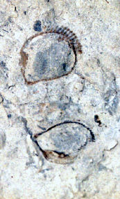 Don Chesnut's fossil page (Sample for class)