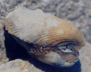 Don Chesnut's fossil page (Sample for class)