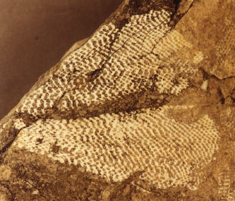 Fossils