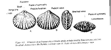 Brachiopods